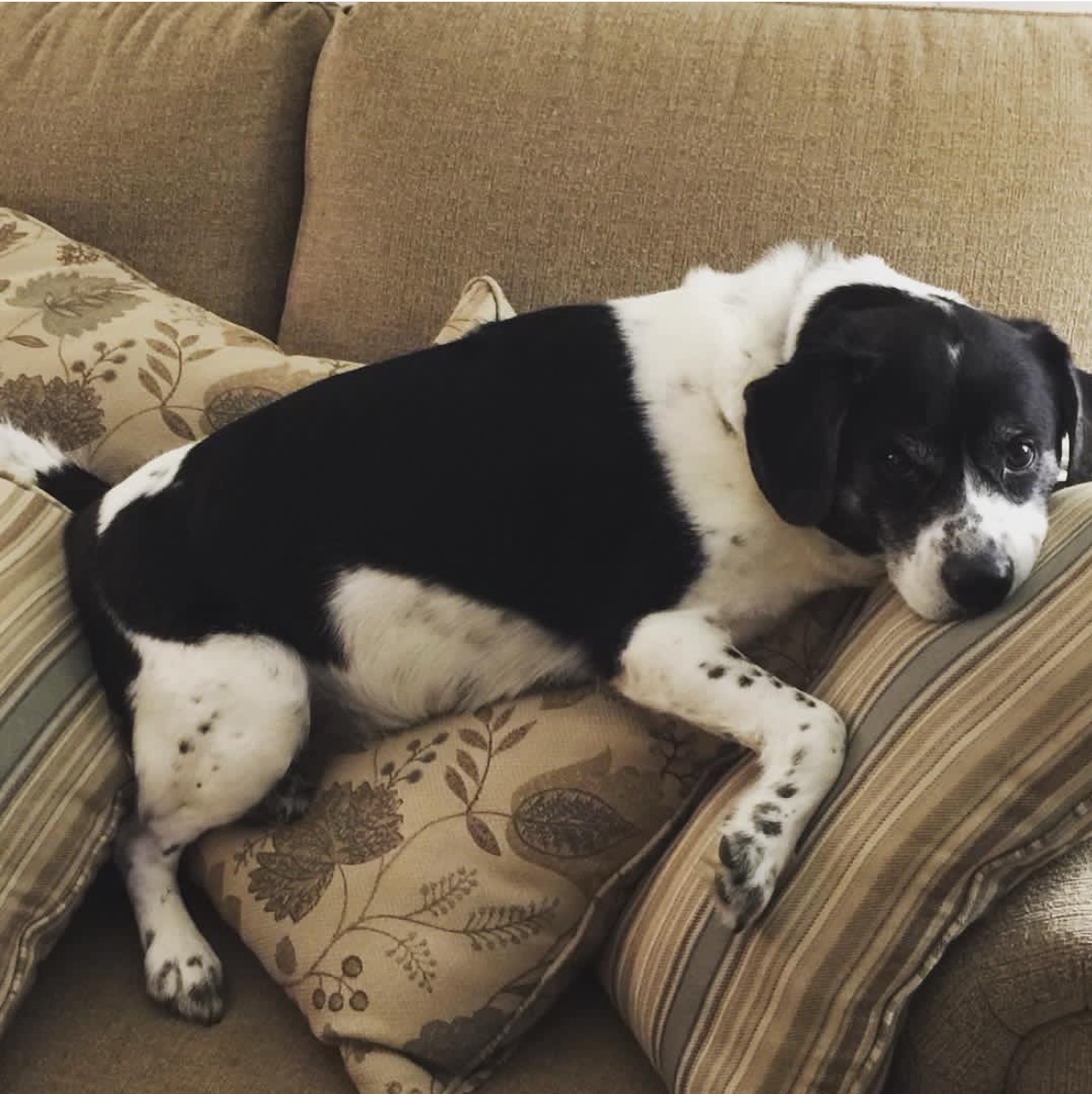 A Top Shelf Dog – Amy Bellamy, Author